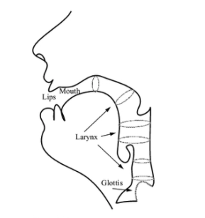 Physical Modelling Synthesis